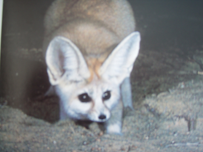 The Desert Fox « Alison Schwabe Blog